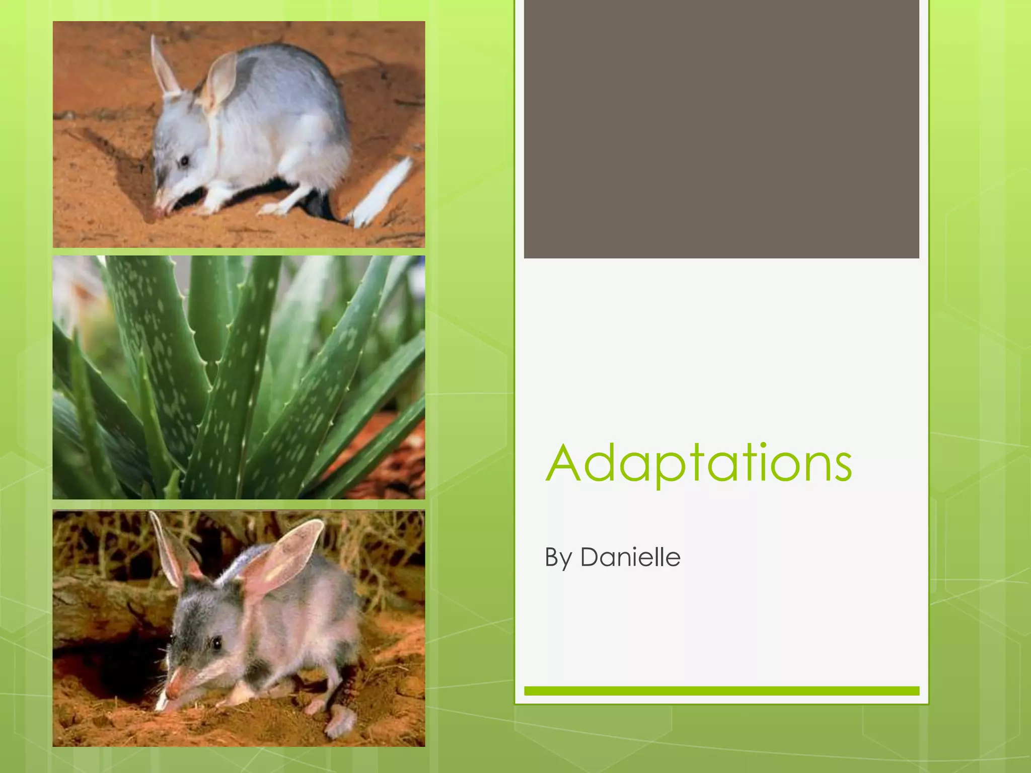 Adaptations | PPTX