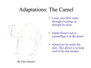 Adaptations | PPT