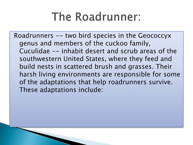 Adaptations of a roadrunner | PPT