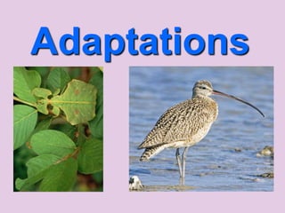 PowerPoint Presentation (Topic : Adaptations) | PPT
