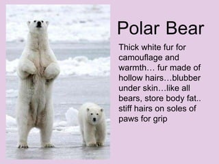 PowerPoint Presentation (Topic : Adaptations) | PPT