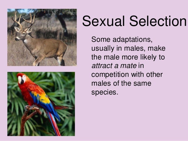 Powerpoint Presentation Topic Adaptations