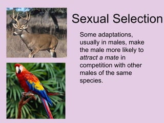 PowerPoint Presentation Topic :Adaptations | PPT