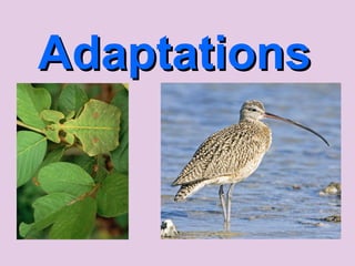 PowerPoint Presentation Topic :Adaptations | PPT
