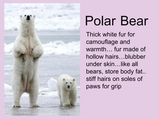 PowerPoint Presentation Topic :Adaptations | PPT