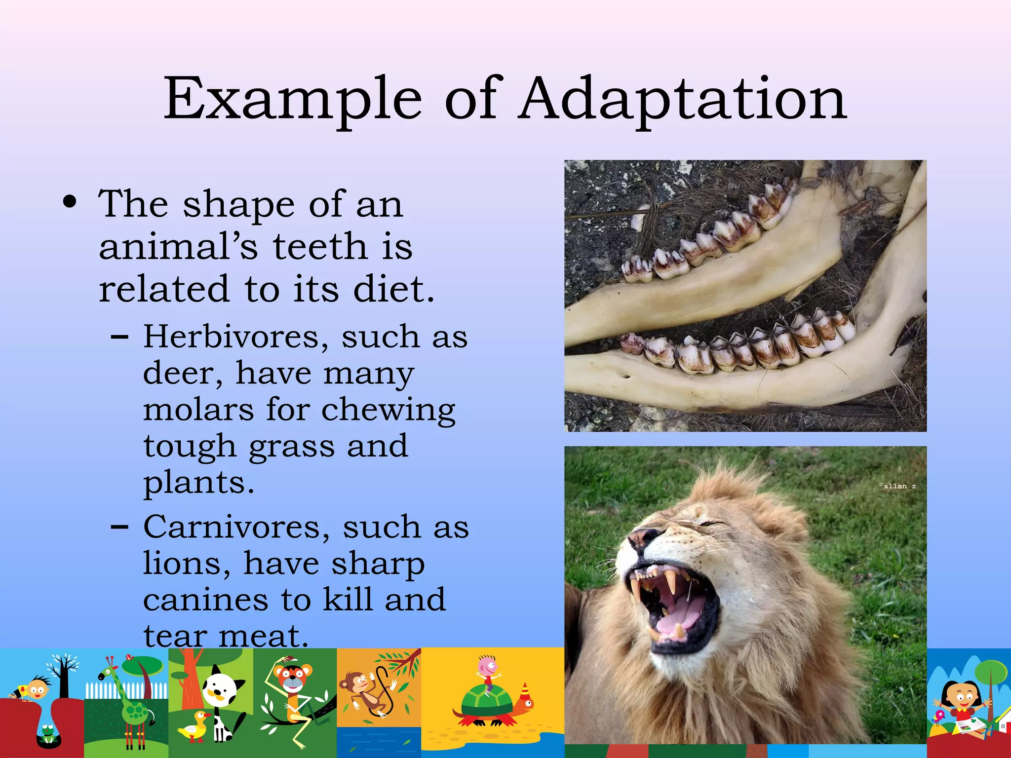 Adaptations | PPT