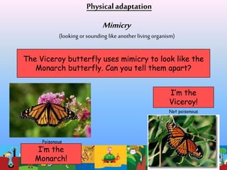 Adaptations | PPT