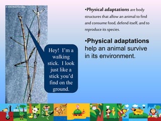 Adaptations | PPT