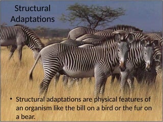animal and plant adaptations to different biomes | PPT
