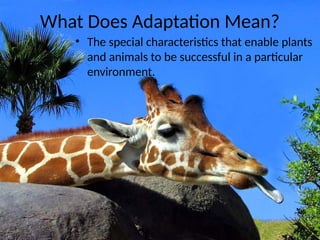 animal and plant adaptations to different biomes | PPT