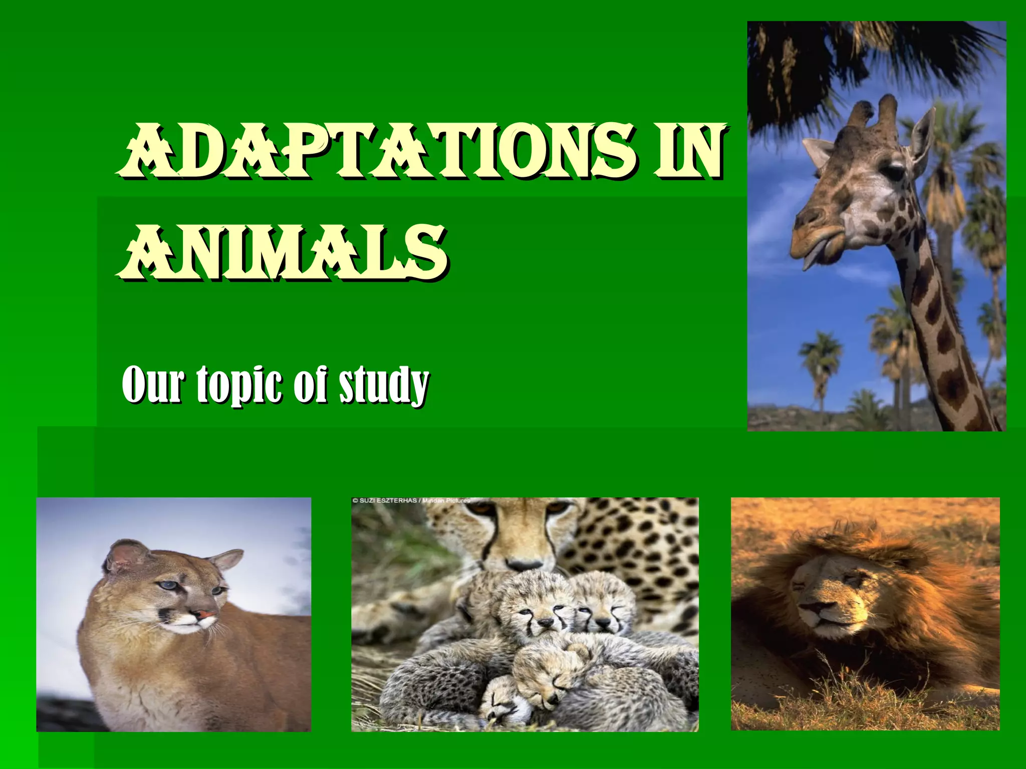 Adaptations In Animals Faulkner | PPT