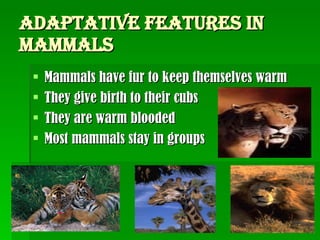 Adaptations In Animals Faulkner | PPT