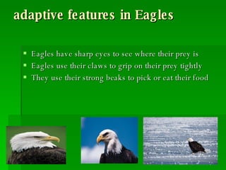 Adaptations In Animals Faulkner | PPT