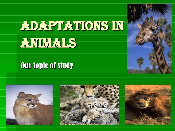 Adaptation Of Animals