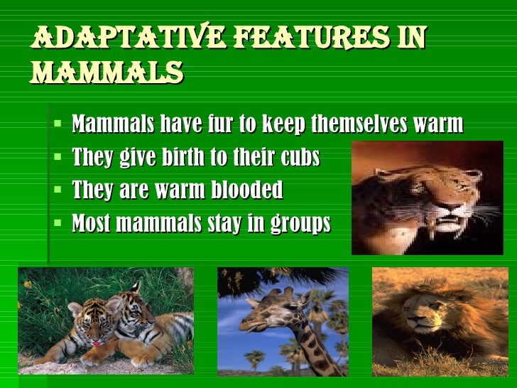 Adaptations In Animals Faulkner