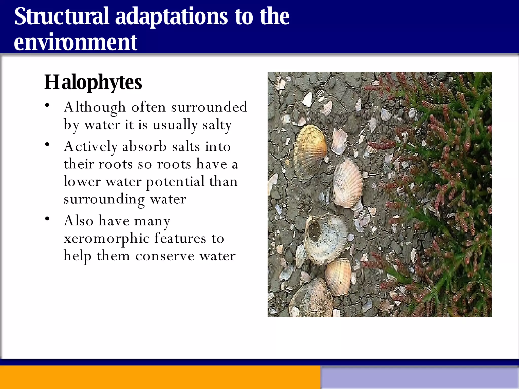 Adaptations To Environment | PPT