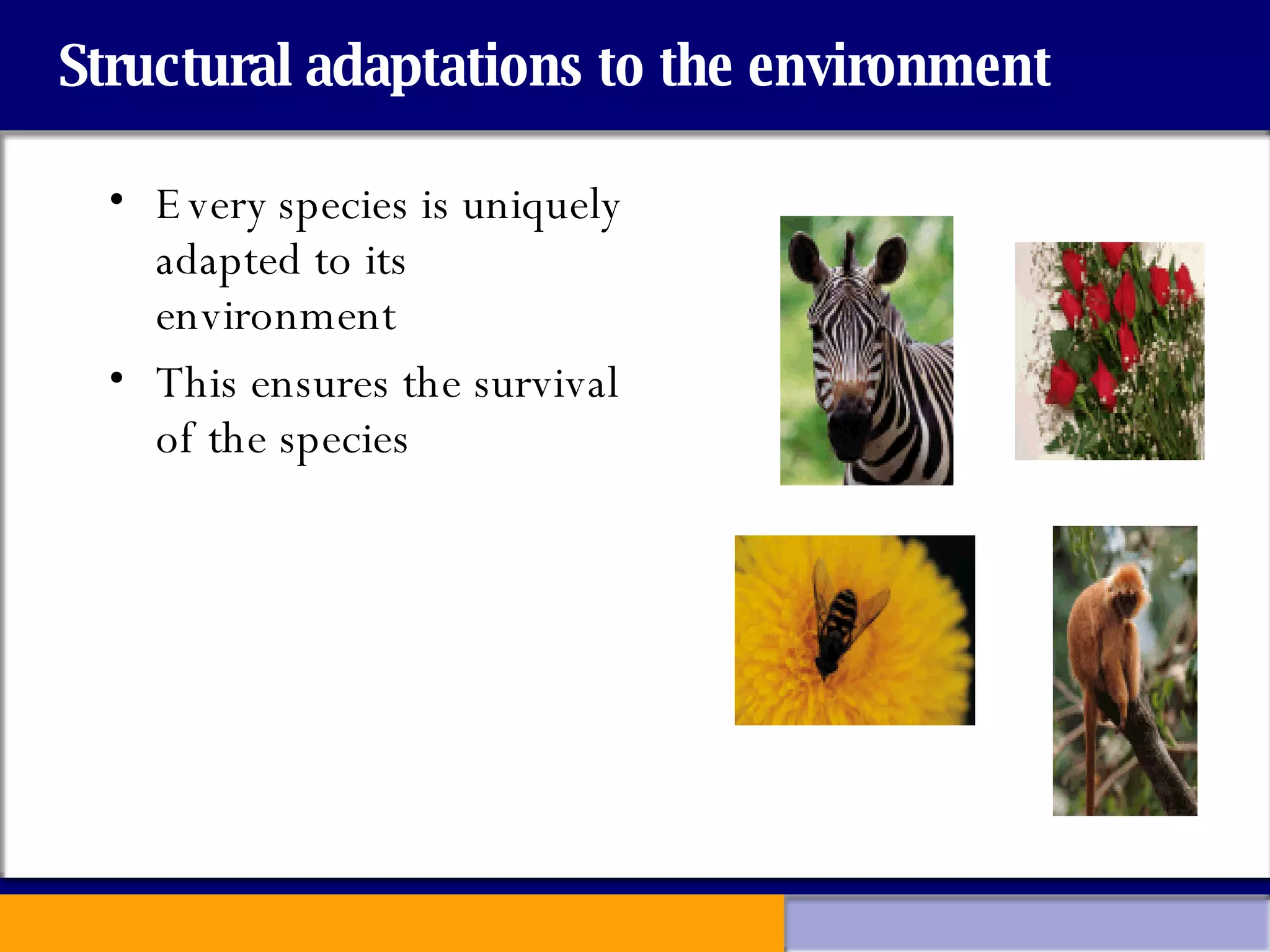 Adaptations To Environment | PPT