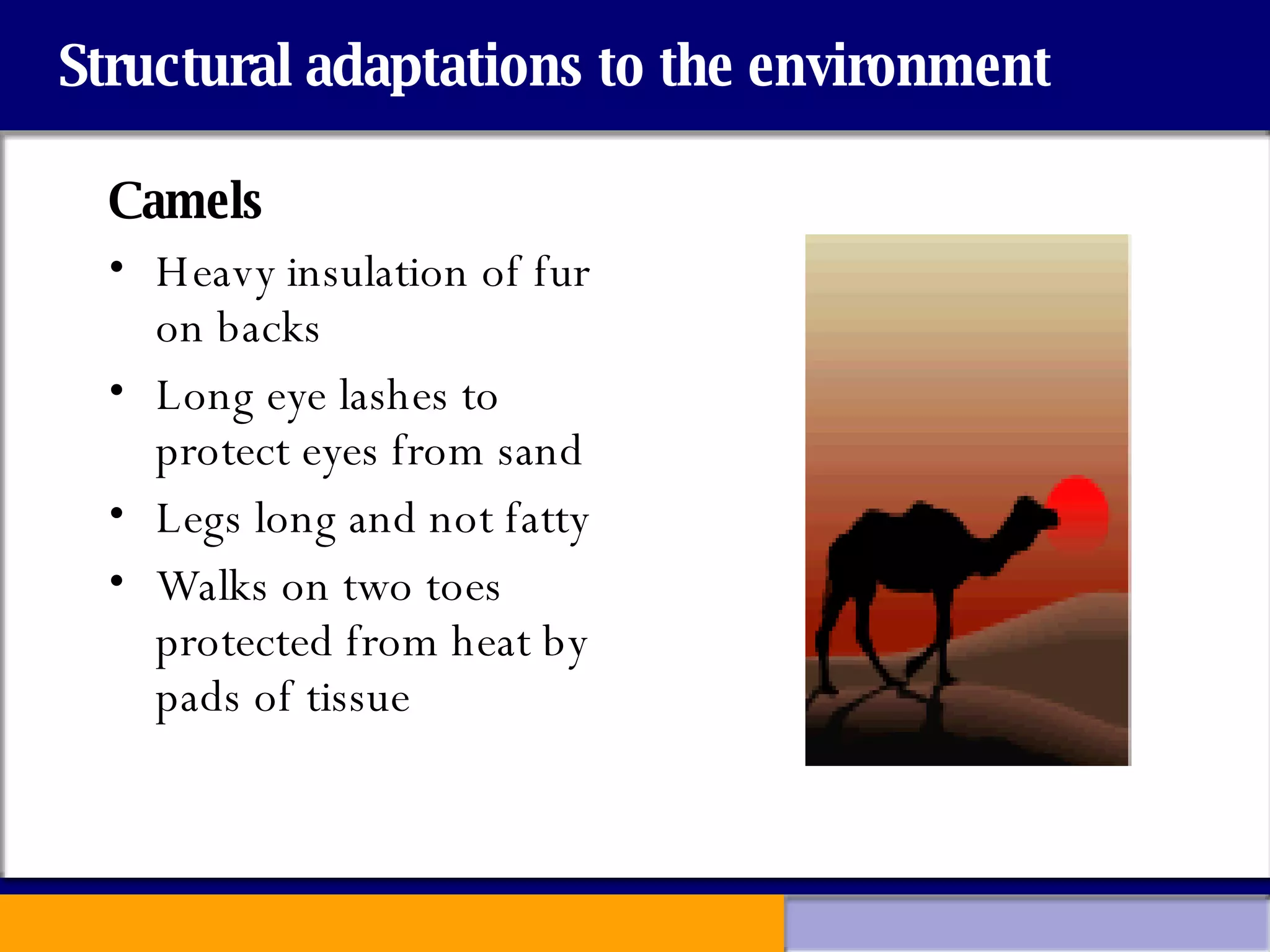 Adaptations To Environment | PPT