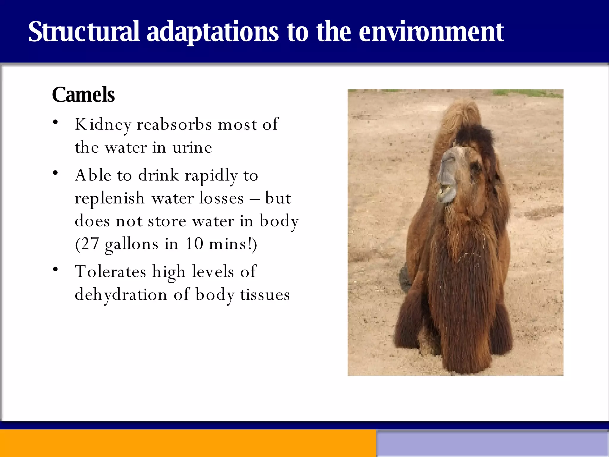 Adaptations To Environment | PPT