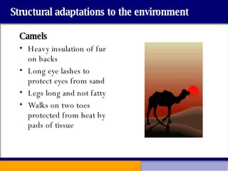 Adaptations To Environment | PPT