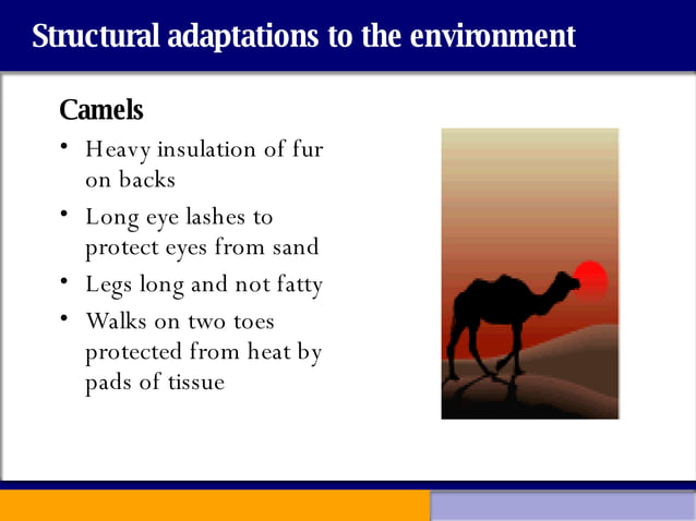 Adaptations To Environment | PPT