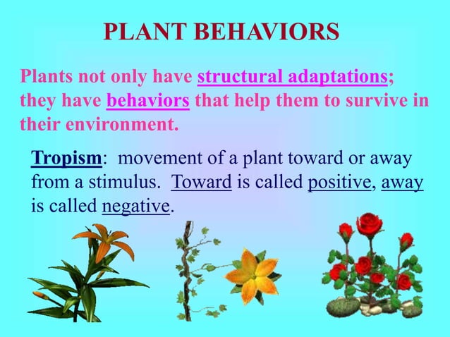 Animal and Plant Adaptations | PPT | Gardening | Home & Garden