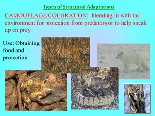 Animal and Plant Adaptations | PPT