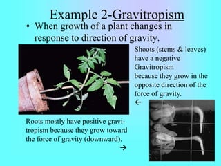 Gravitropism Examples