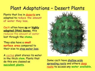 Adaptations OF PLANTS ANS ANIMALS PRESNT IN | PPT