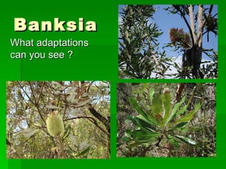 Adaptations Year 8 | PPT