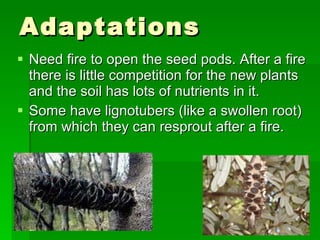 Adaptations Year 8 | PPT