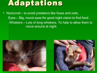 Adaptations Year 8 | PPT