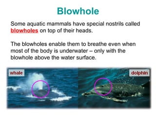 Adaptations For Breathing In Water (2 Jul) | PPT