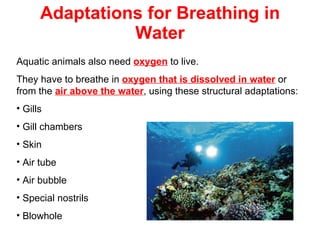 Adaptations For Breathing In Water (2 Jul) | PPT
