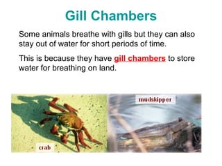 Adaptations For Breathing In Water (2 Jul) | PPT