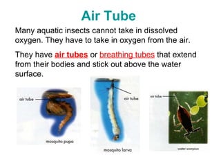 Adaptations For Breathing In Water (2 Jul) | PPT