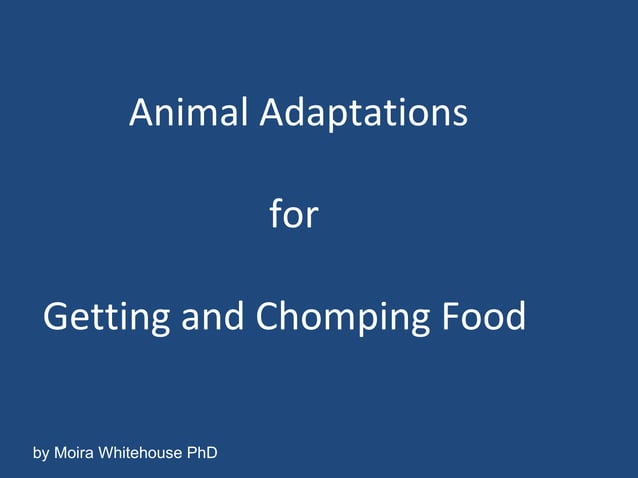 Adaptations for getting and chomping food (teach) | PPT