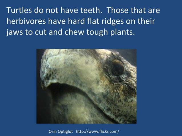 Adaptations for getting and chomping food (teach) | PPT