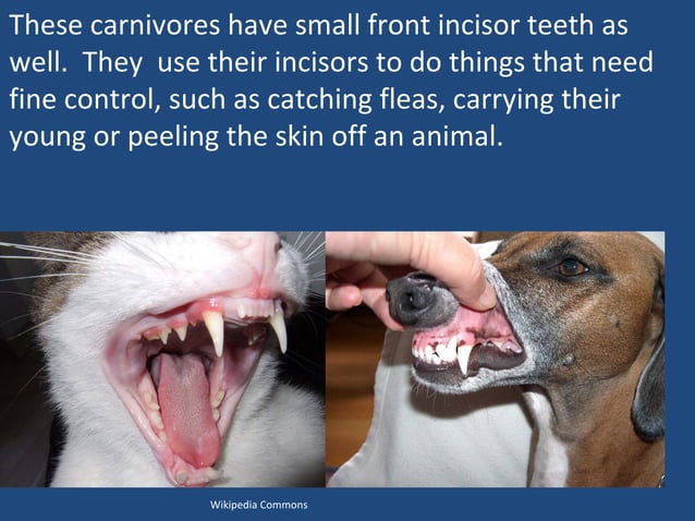 Adaptations for getting and chomping food (teach) | PPT