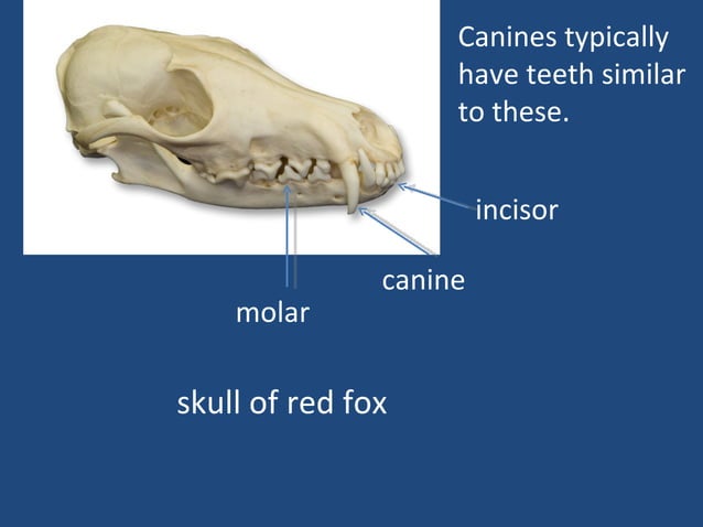 Adaptations for getting and chomping food (teach) | PPT