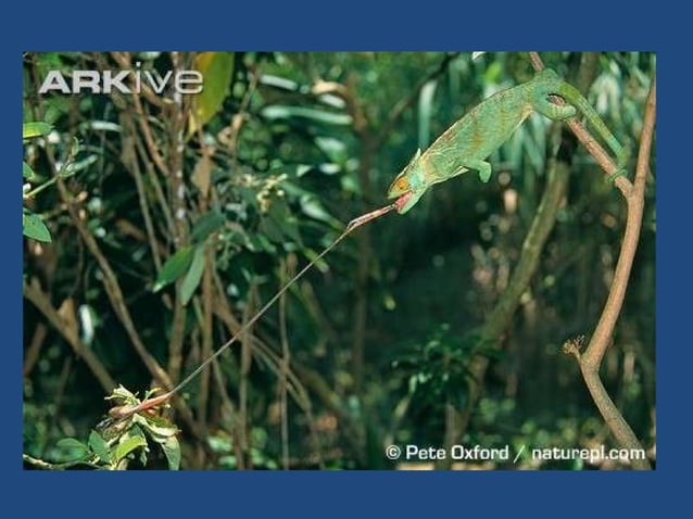 Adaptations for getting and chomping food (teach) | PPT