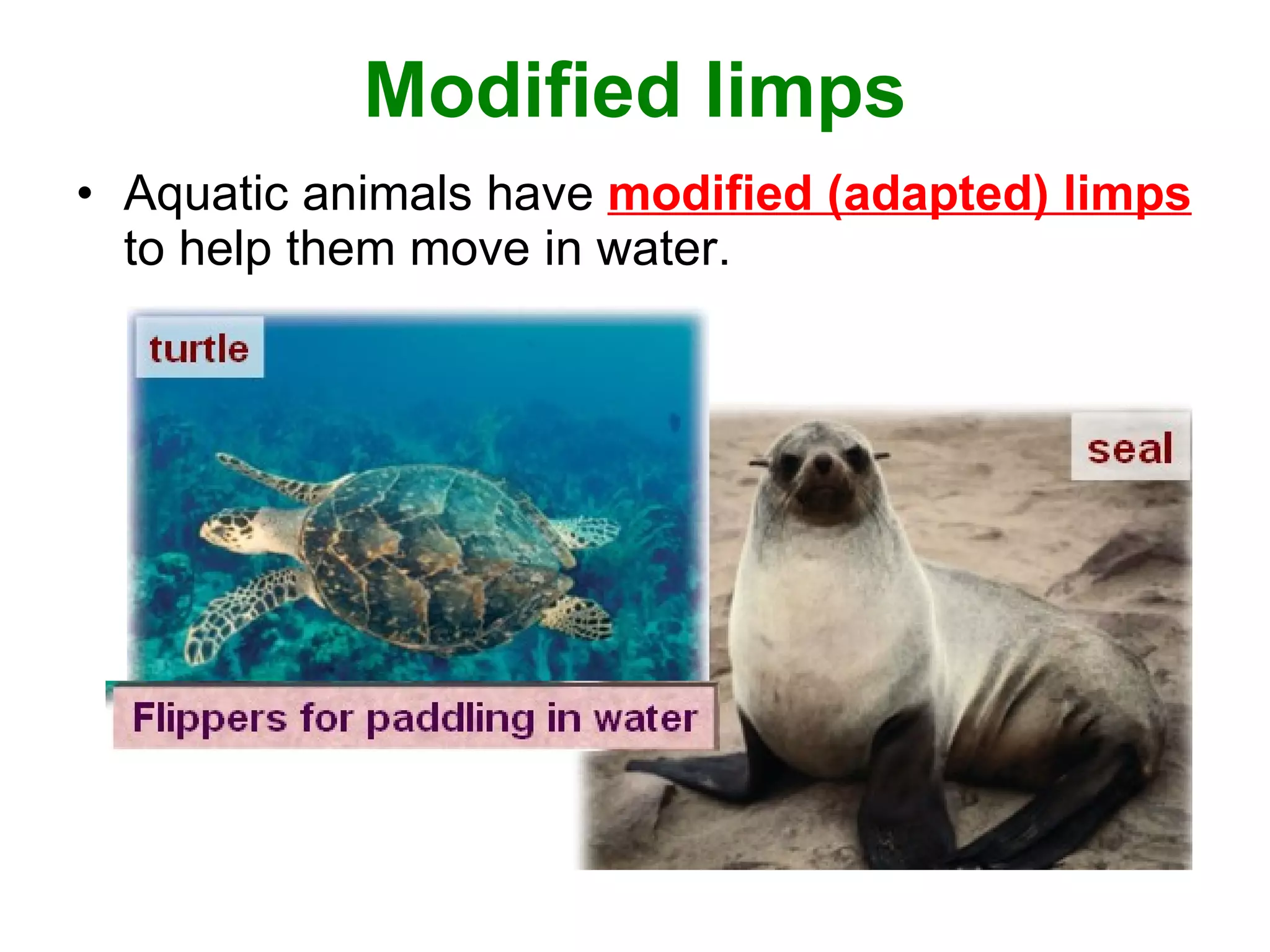 Adaptations For Movement (30 Jun) | PPT | Birds | Pets