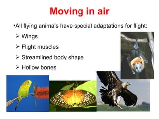 Adaptations For Movement (30 Jun) | PPT