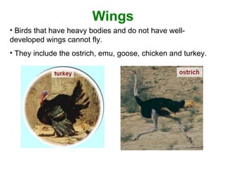 Adaptations For Movement (30 Jun) | PPT | Birds | Pets
