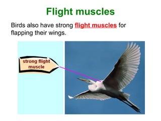 Adaptations For Movement (30 Jun) | PPT | Birds | Pets
