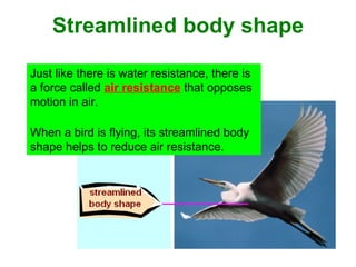 Adaptations For Movement (30 Jun) | PPT