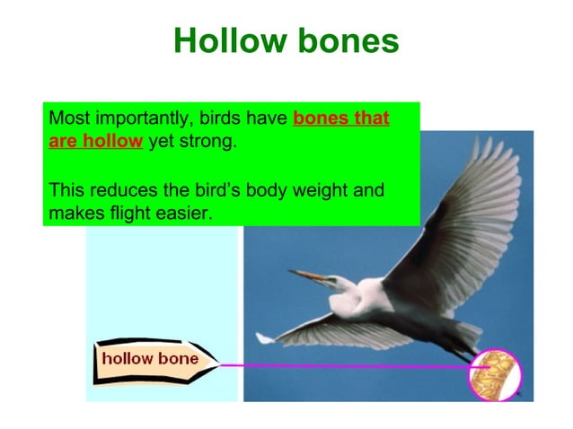 Adaptations For Movement (30 Jun) | PPT | Birds | Pets