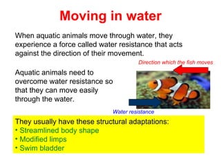 Adaptations For Movement (30 Jun) | PPT | Birds | Pets
