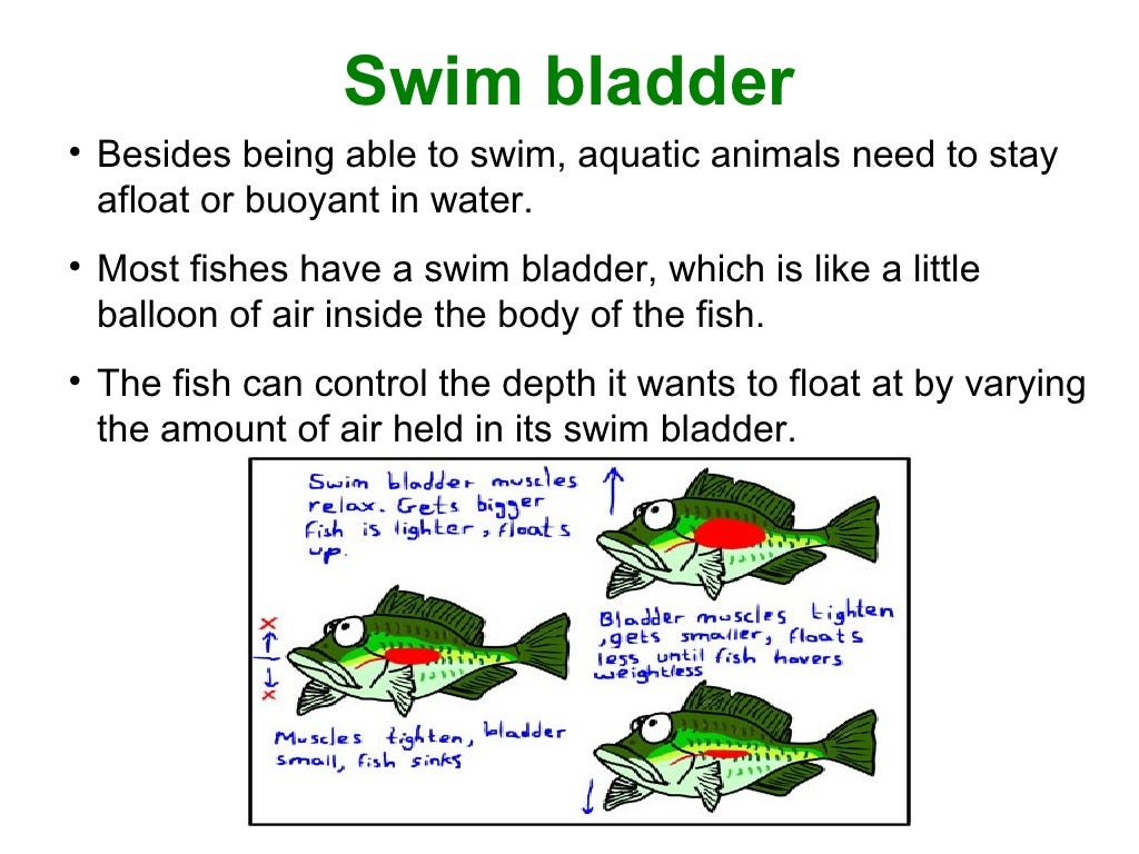 Adaptations For Movement (30 Jun)