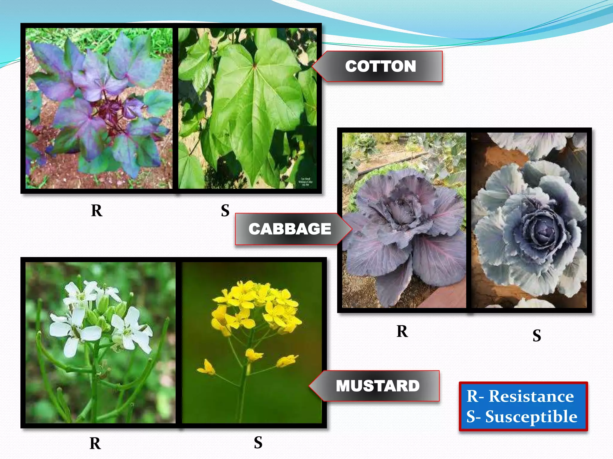 Morphological, Physiological and Anatomical Adaptations for Plant ...